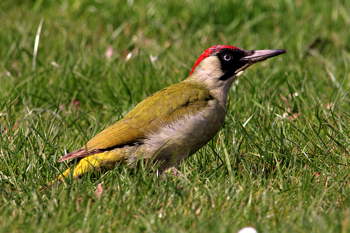 Wahner Heide | Königsforst, Veranstaltung: Unsere heimischen Spechtarten...